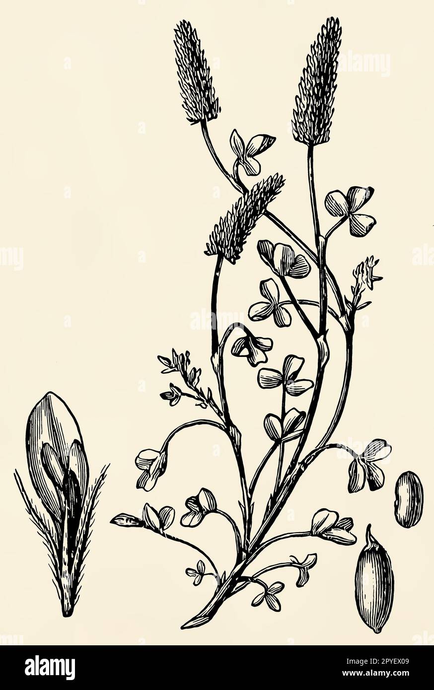 Root system, stem, flowers and fruits of Italian clover (Trifolium ...