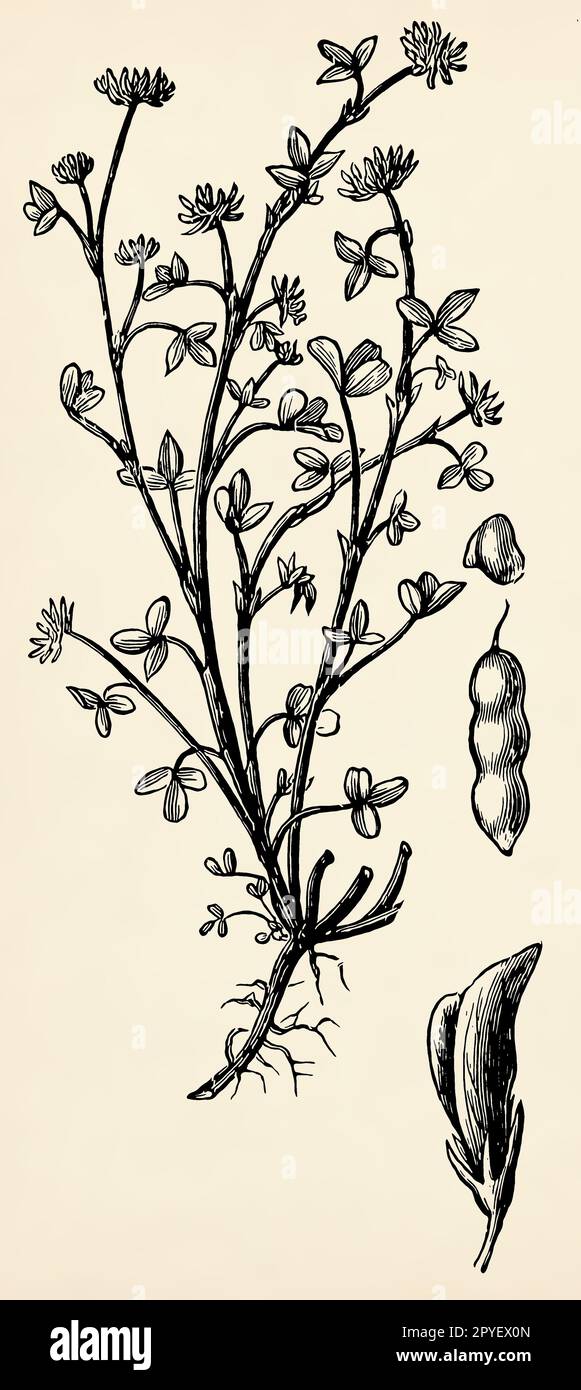 Root system, stem, flowers and fruits of alsike clover (Trifolium ...