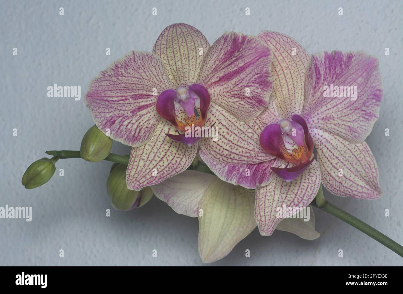 close shot of the Phalaenopsis Yu-Pin Fireworks Big-Lip Moth Orchid ...