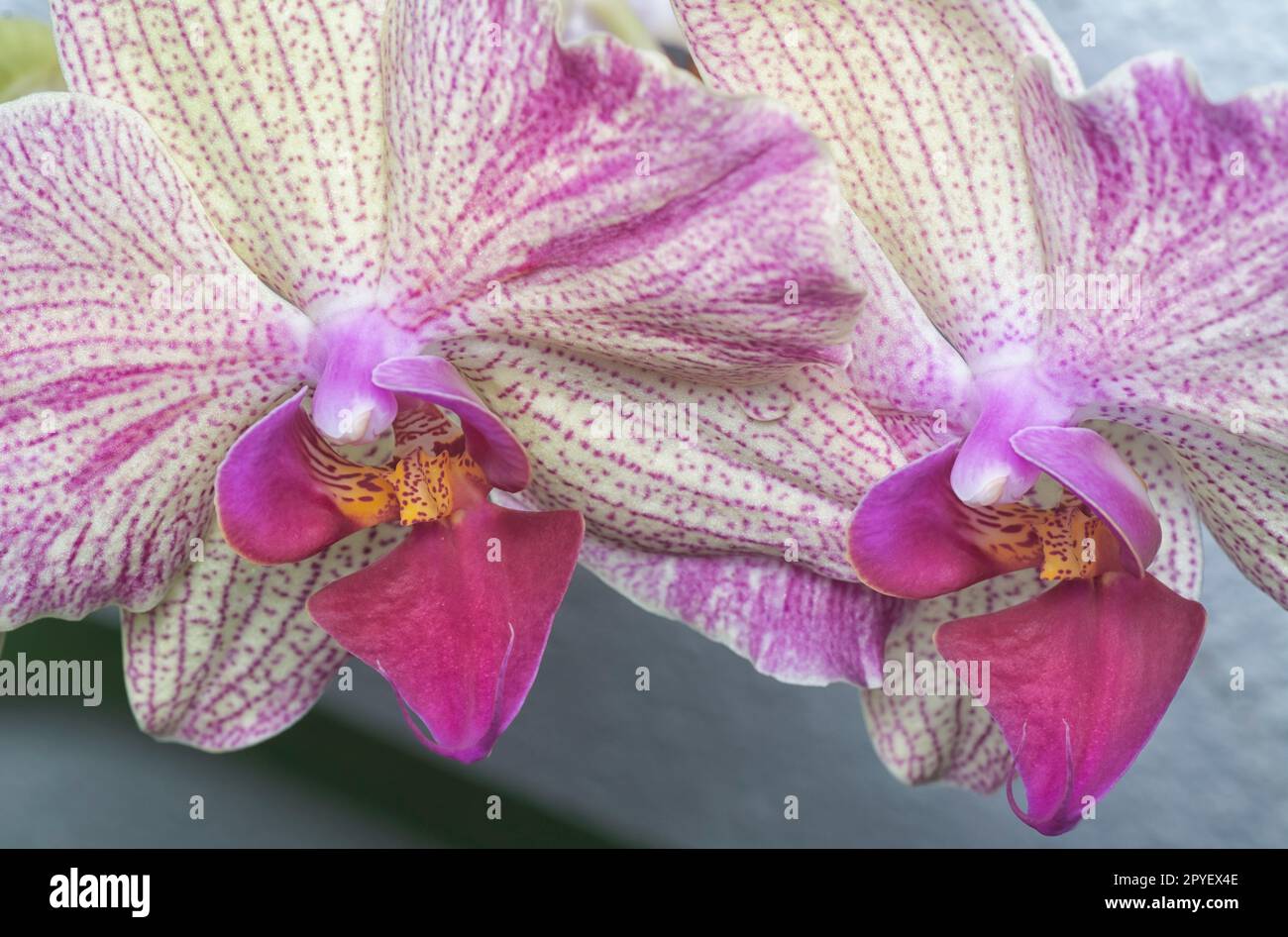Moth orchid stem hi-res stock photography and images - Alamy