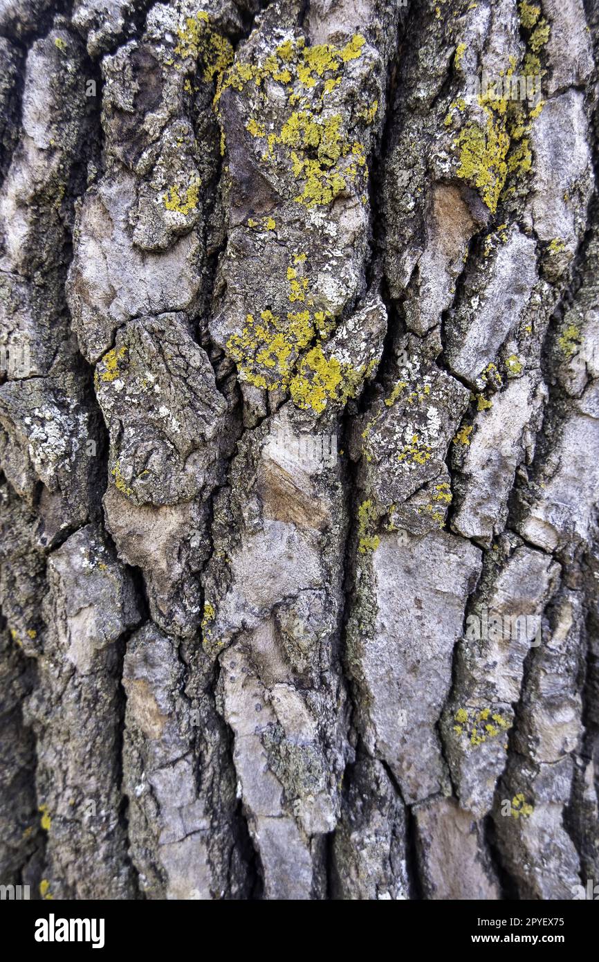 Tree bark background Stock Photo - Alamy