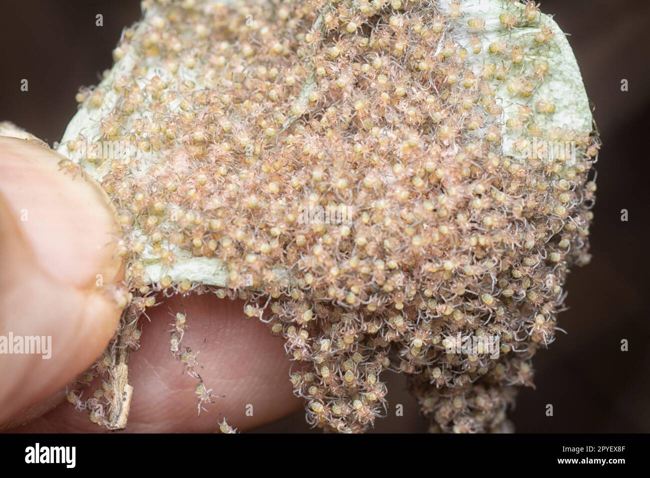 Ball of baby spiders hi-res stock photography and images - Alamy