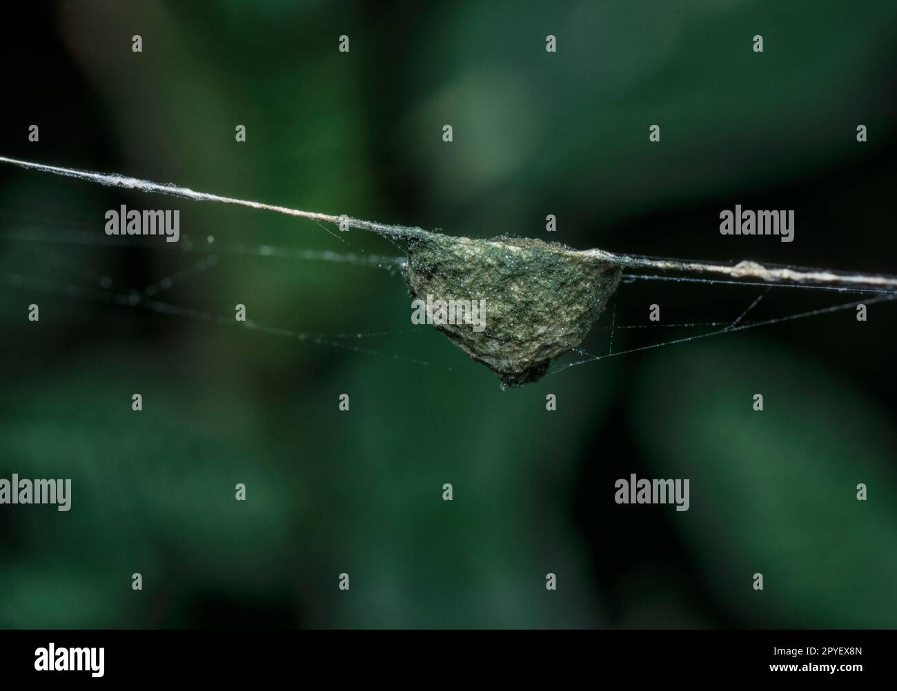spider woven sac hanging on the cobweb Stock Photo - Alamy