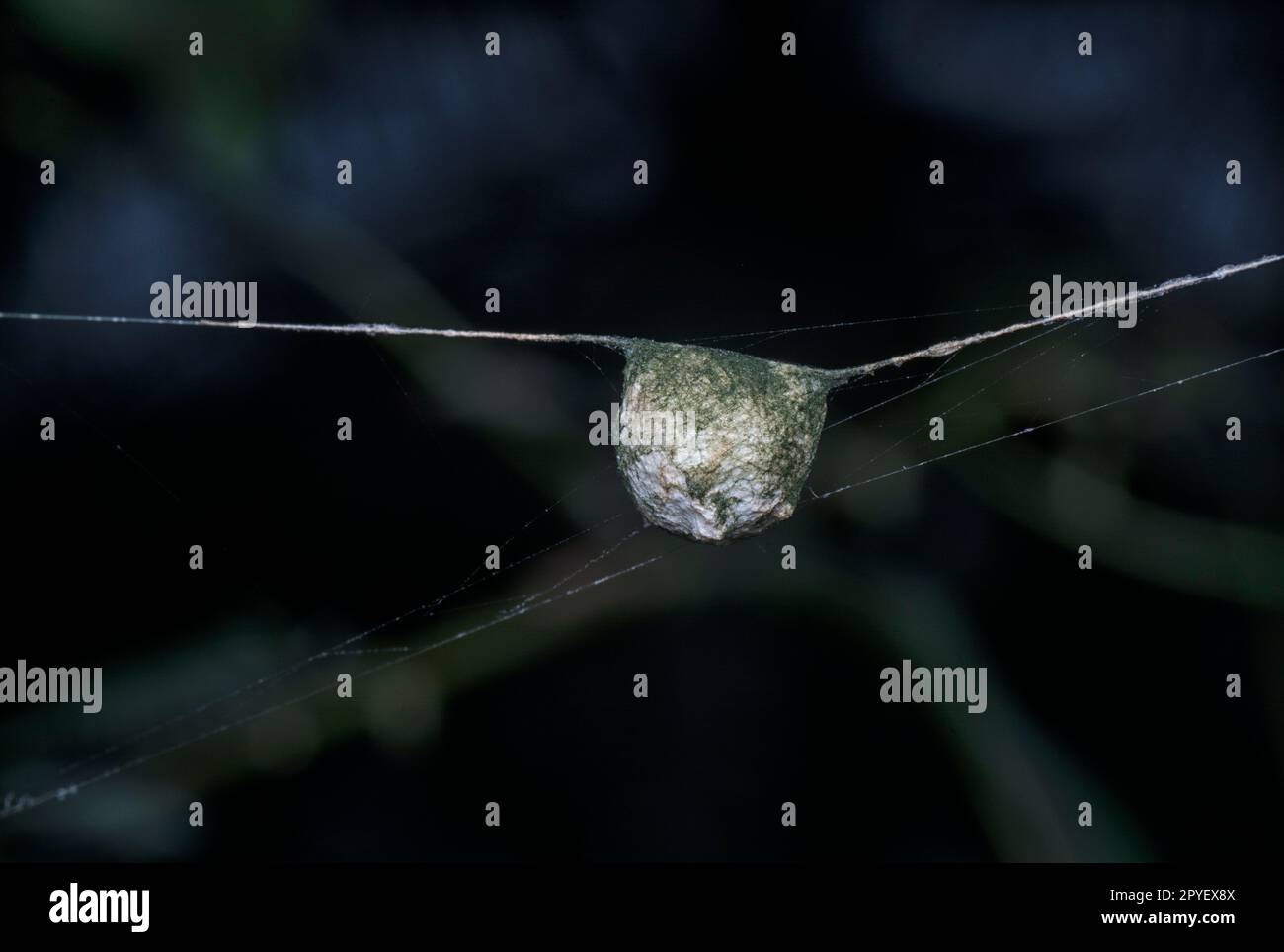 spider woven sac hanging on the cobweb Stock Photo - Alamy