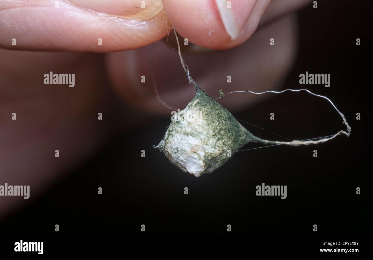 spider woven sac hanging on the cobweb Stock Photo - Alamy