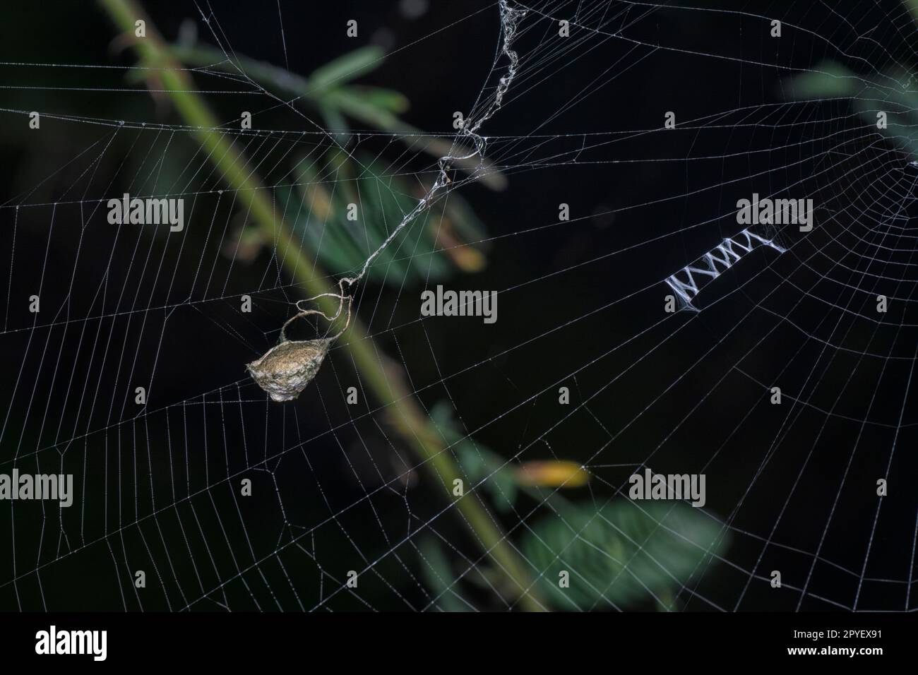 spider woven sac hanging on the cobweb Stock Photo - Alamy