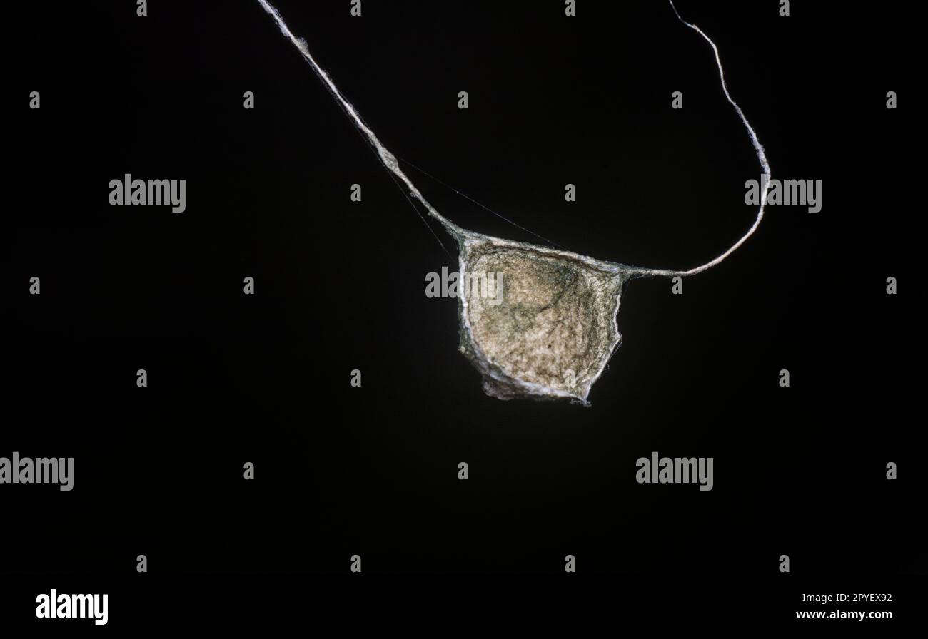 spider woven sac hanging on the cobweb Stock Photo - Alamy