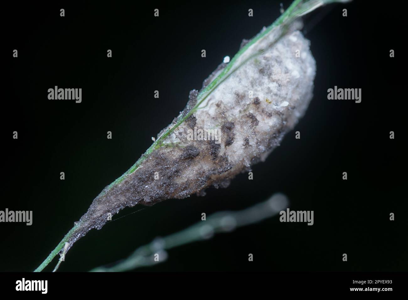 spider woven sac hanging on the cobweb Stock Photo - Alamy