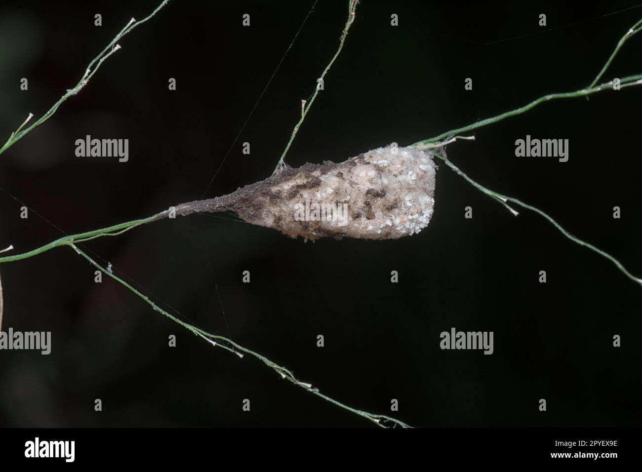 spider woven sac hanging on the cobweb Stock Photo - Alamy