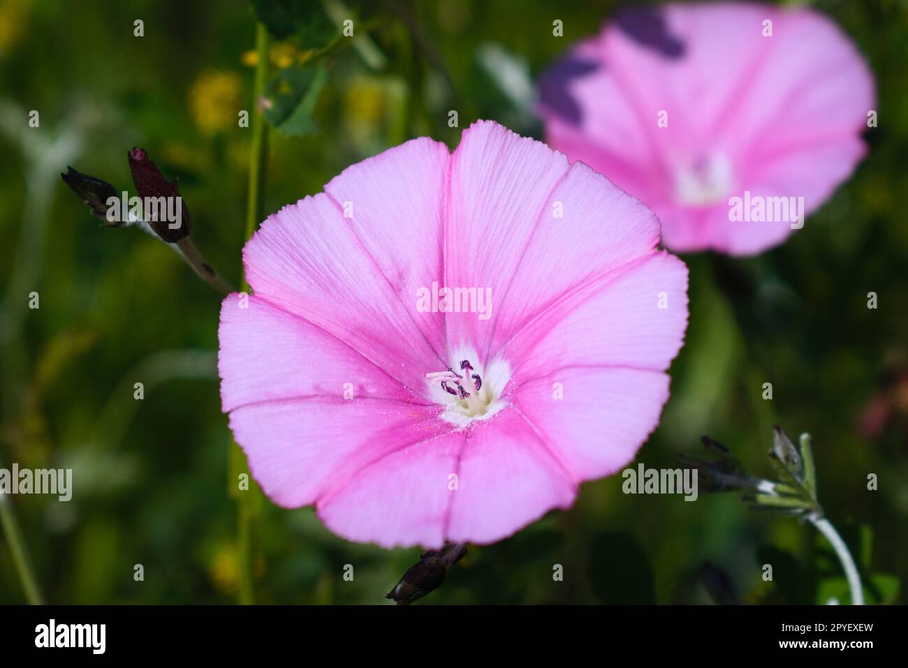 Flowers pink wildflowers greece hi-res stock photography and images - Alamy