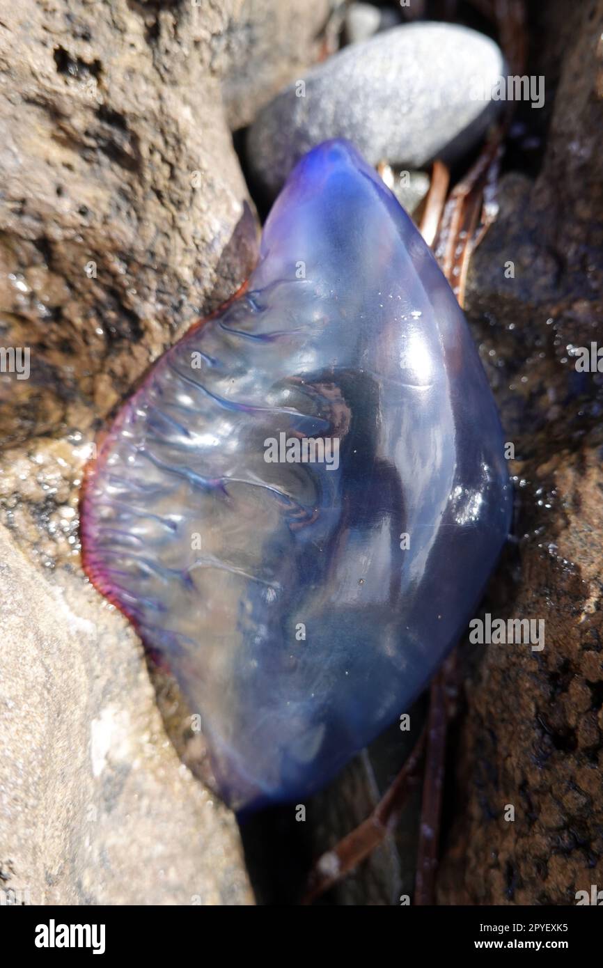 Portugiesische fauna hi-res stock photography and images - Alamy