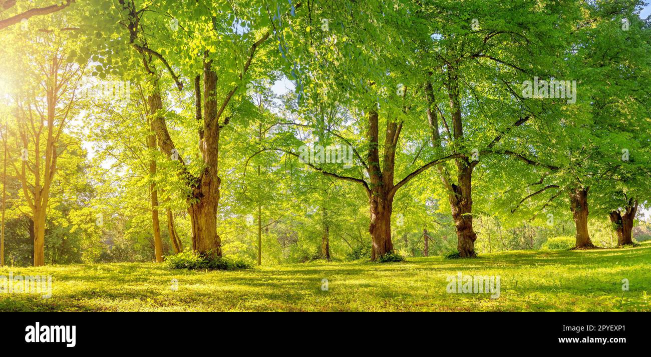 Beautiful background of the sunrise in natural deciduous park Stock ...
