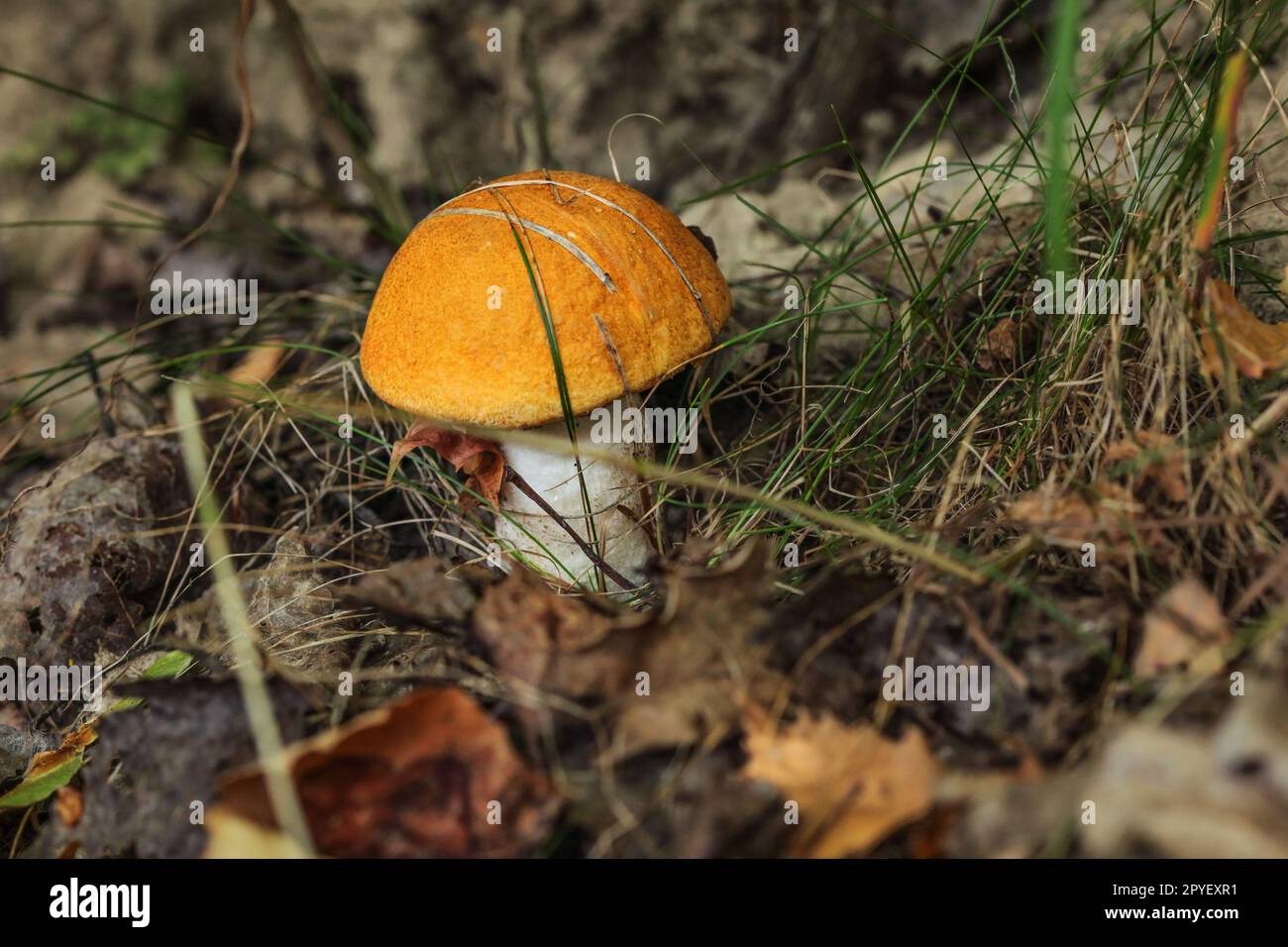 Small Red-capped scaber stalk bolete (Leccinum aurantiacum) in forest ...