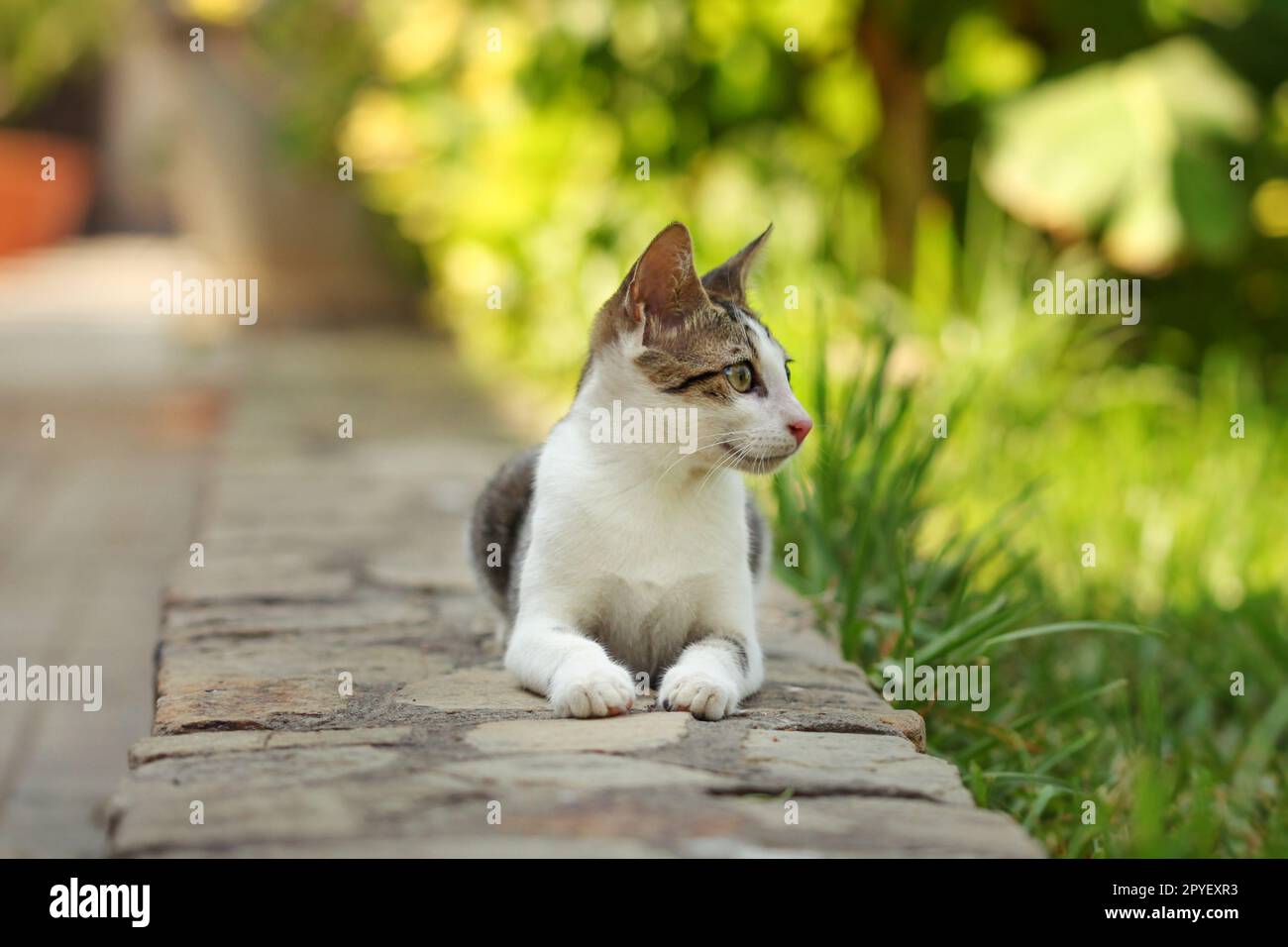 Small stray cat laying on brick pavement curb, park behind her Stock ...