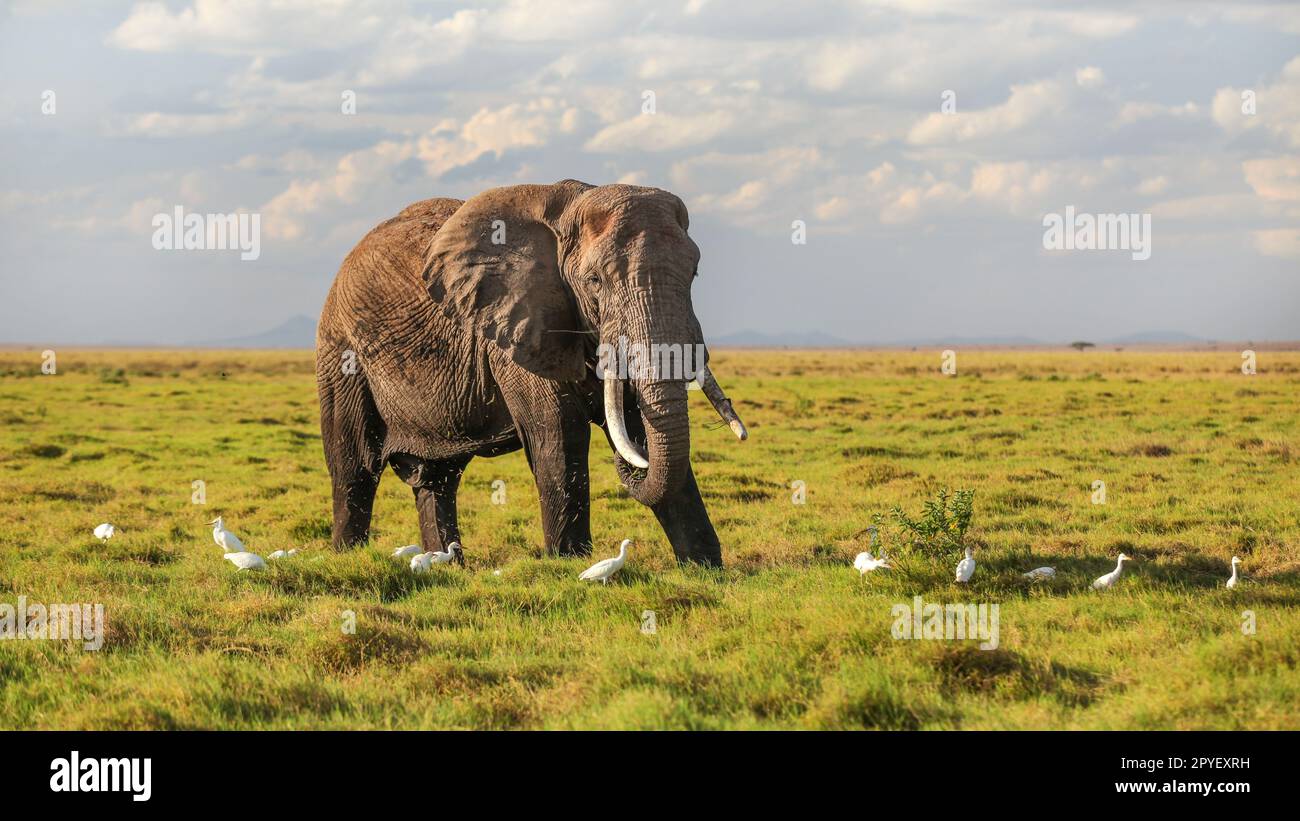 African bush elephant (Loxodonta africana) feeding, eating grass from ...