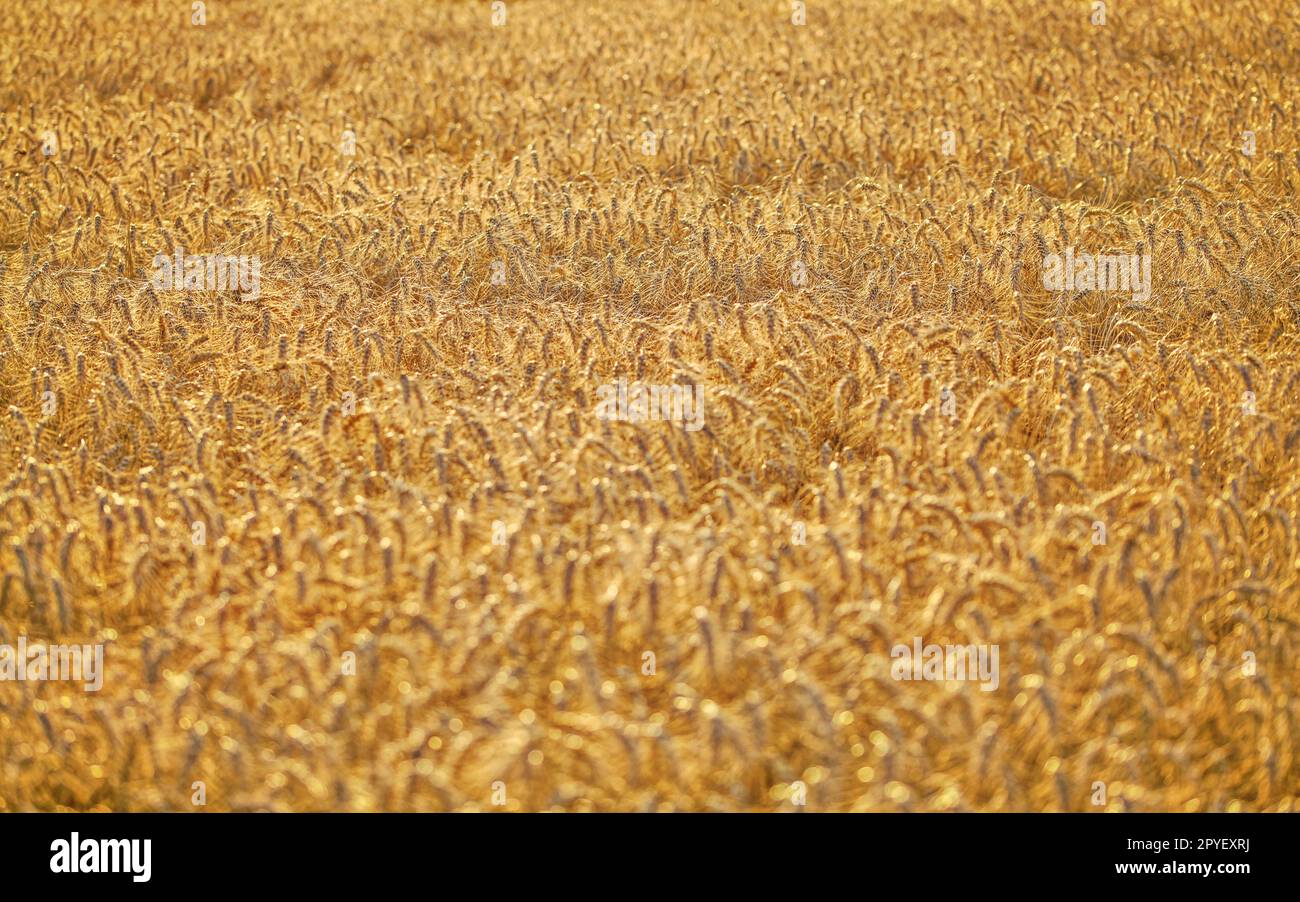 Afternoon sun lit wheat hi-res stock photography and images - Alamy