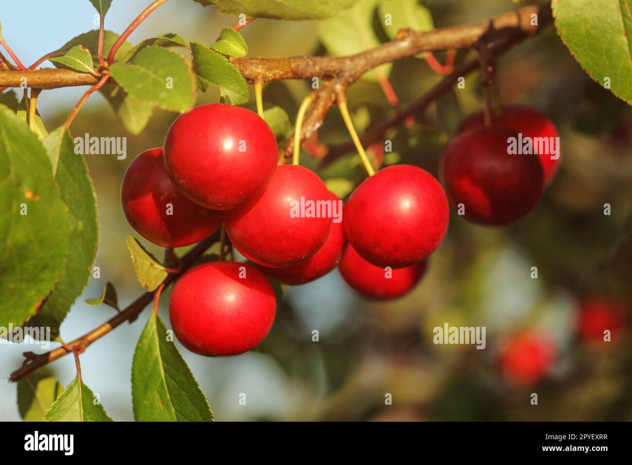 Closeup - red mirabelle plums (Prunus domestica syriaca) fruits on tree ...