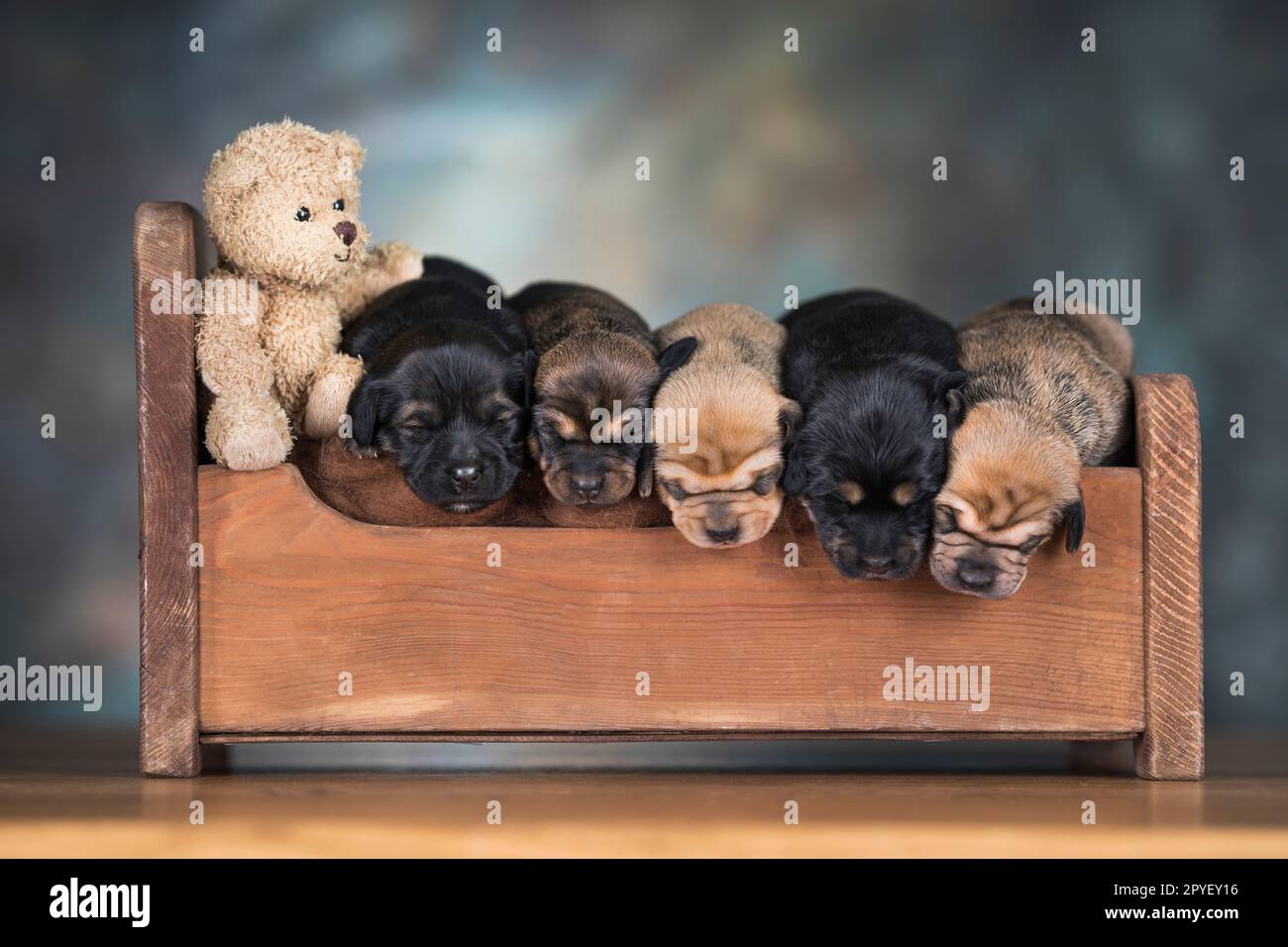Dogs sleep on a small wooden bed Stock Photo - Alamy