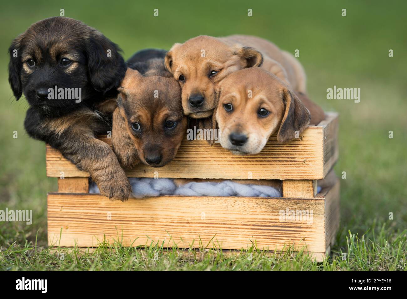 A group of cute puppies in a wooden crate on the grass Stock Photo - Alamy