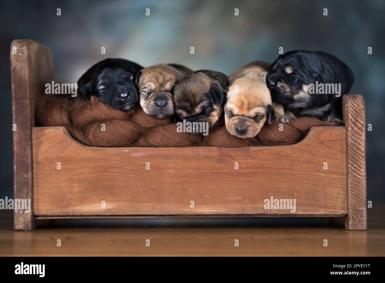 Dogs sleep on a small wooden bed Stock Photo - Alamy