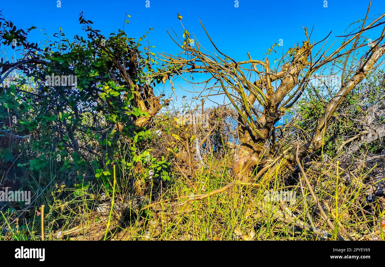 Rocks cliffs overgrown with nature plants trees bushes flowers cacti ...