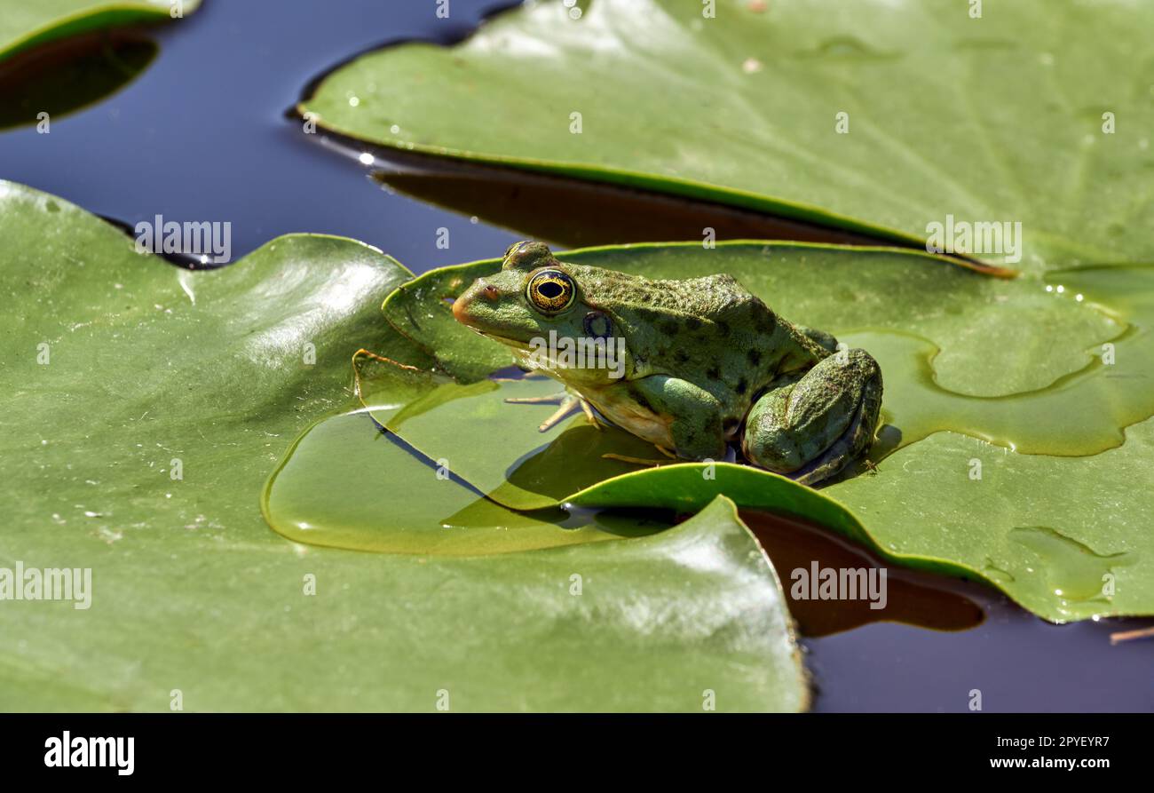 Marsh frog sitting on a water lily leaf in the picturesque forest lake ...