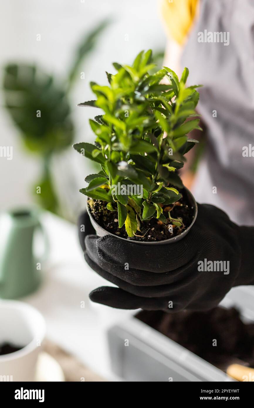 Close-up spring houseplant care, repotting houseplants. Waking up ...