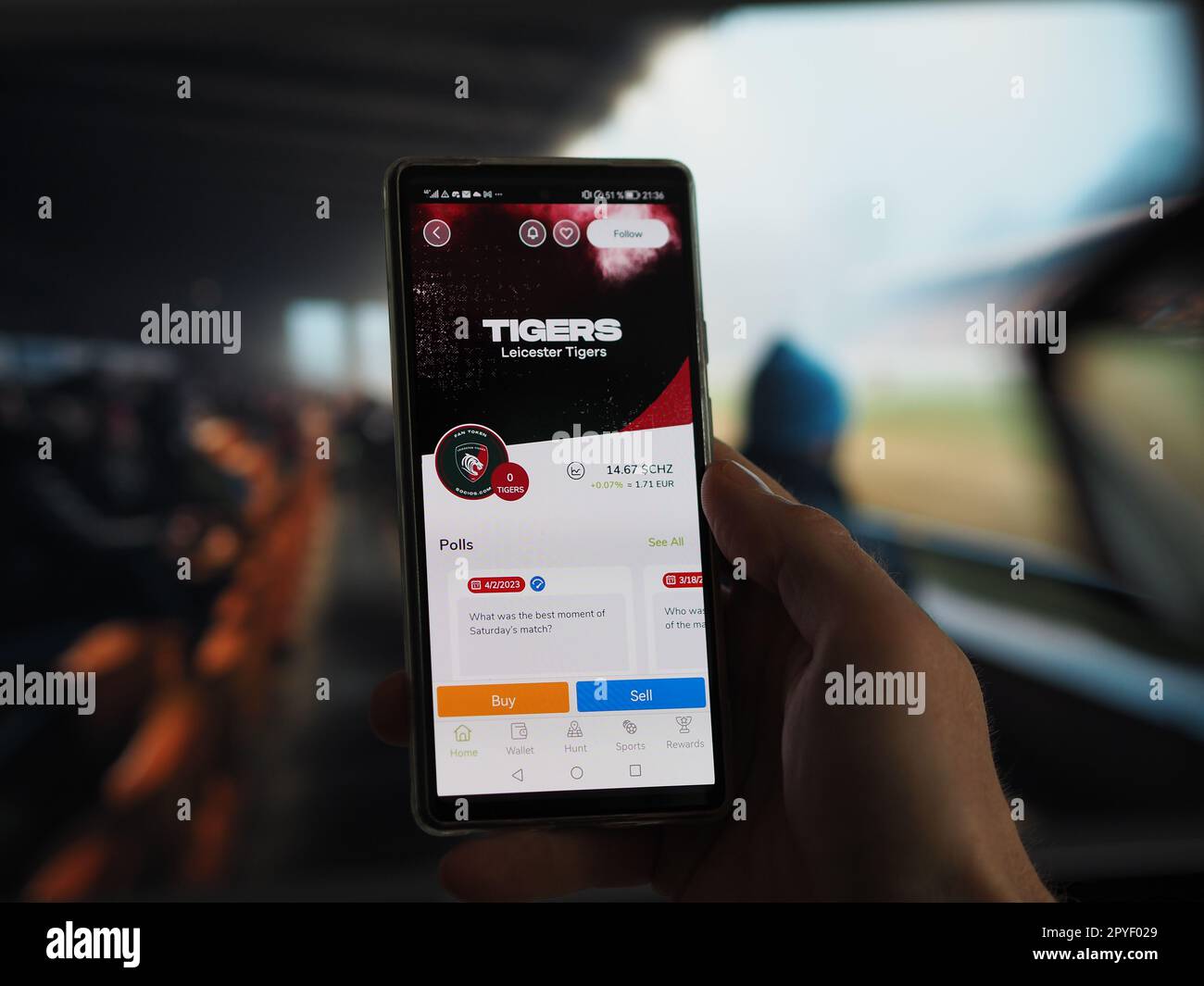 May 14th 2023. A fan of Leicester looks at his team's token Tigers on ...