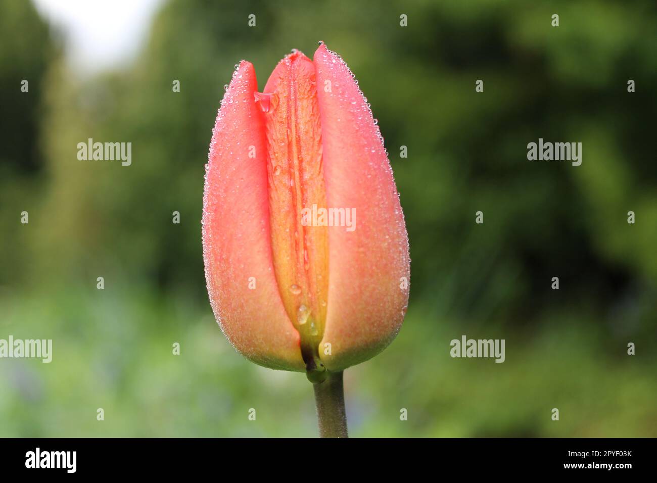 Close-up photograph of a single beautiful fiery red tulip covered in ...