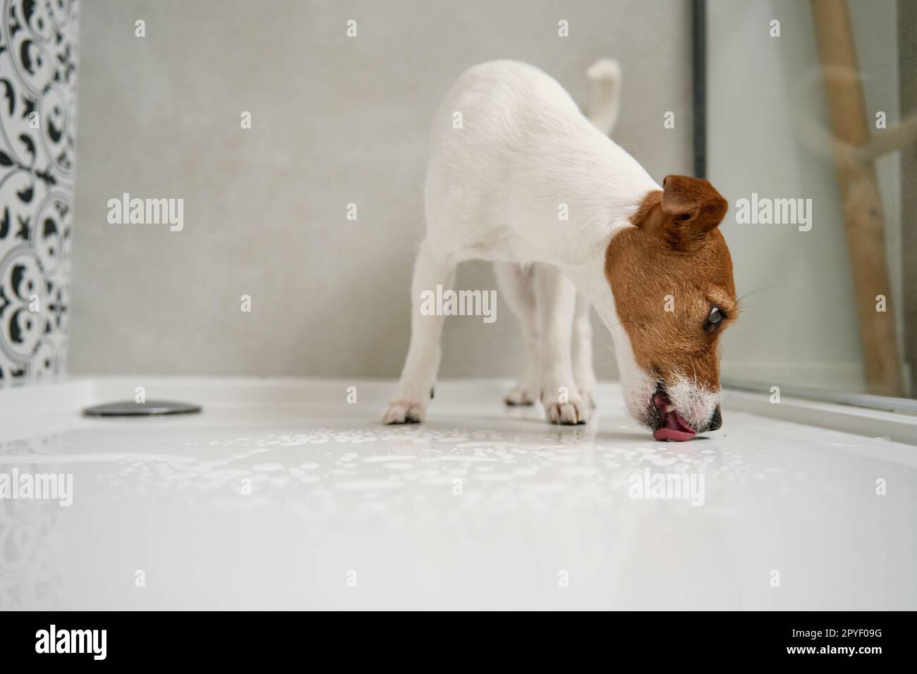 Cute dog in shower stall. Washing pet concept. Lifestyle portrait of ...