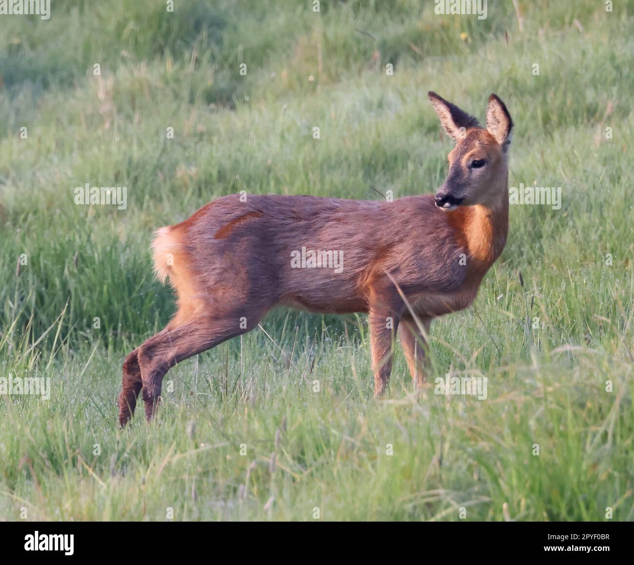Roe Deer doe (Capreolus capreolus) in the Cotswold Hills ...