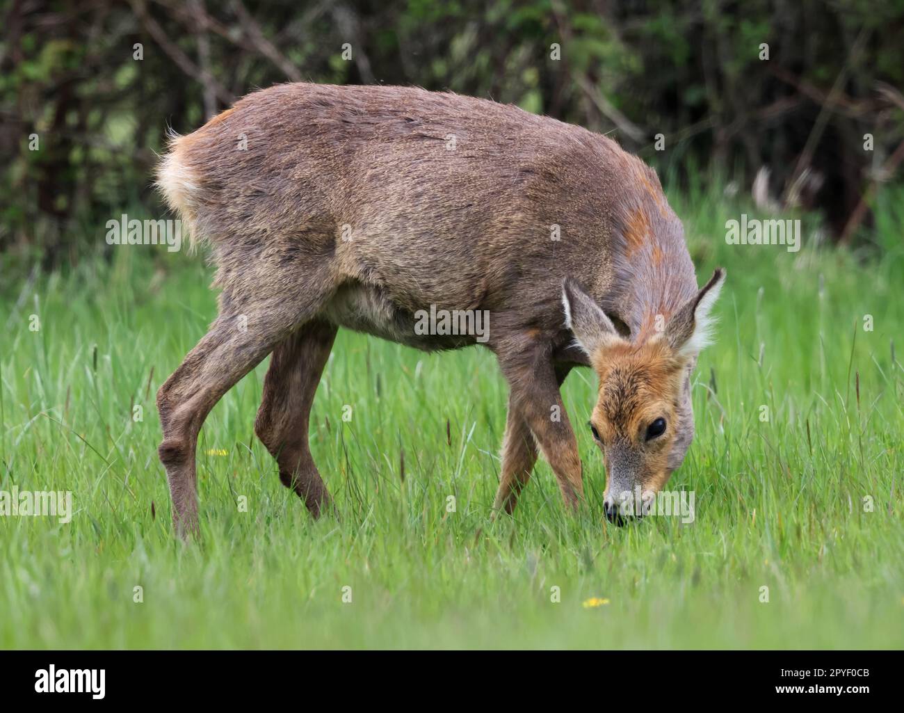 Roe Deer doe (Capreolus capreolus) in the Cotswold Hills ...