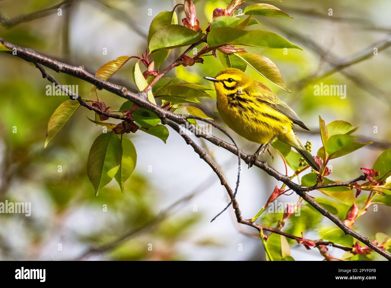 Male Prairie warbler during spring migration Stock Photo - Alamy