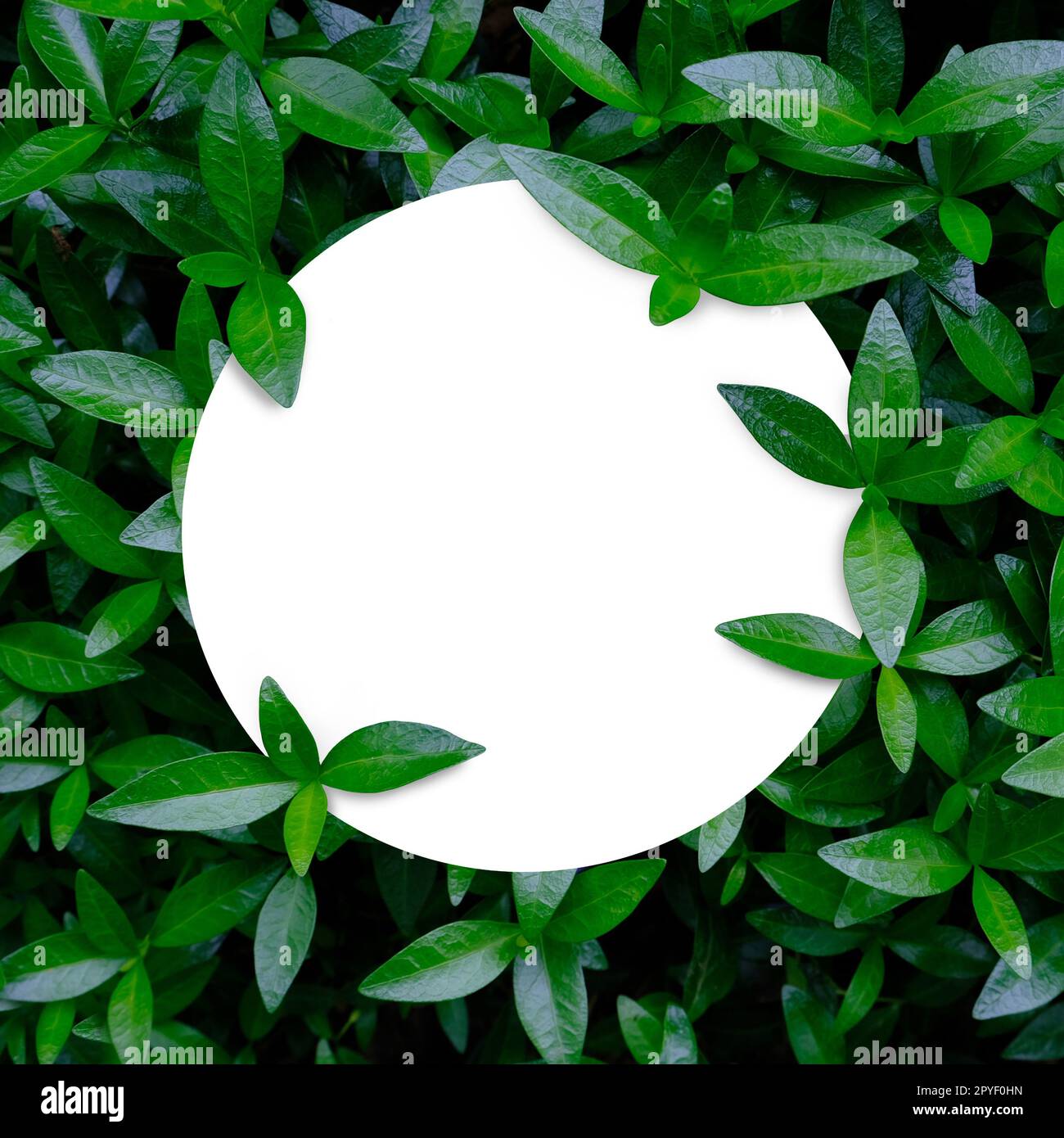 Green Leaf Background Texture
