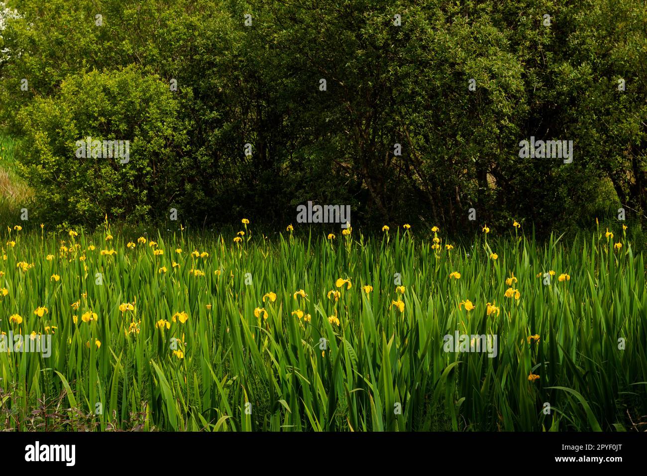 Native trees to ireland hi-res stock photography and images - Alamy