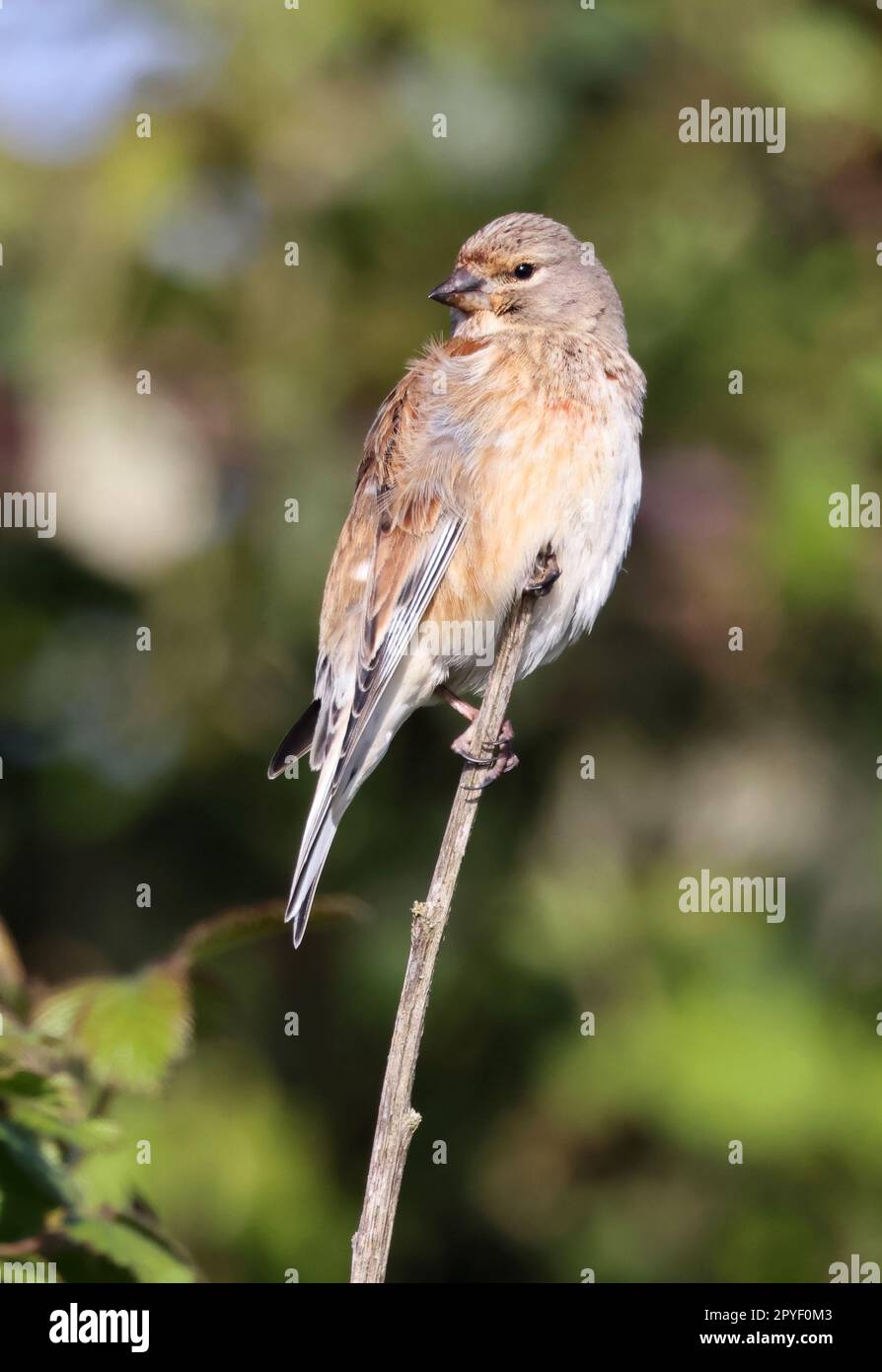 Linnet a common farmland bird in the Cotswold Hills Gloucestershire UK ...