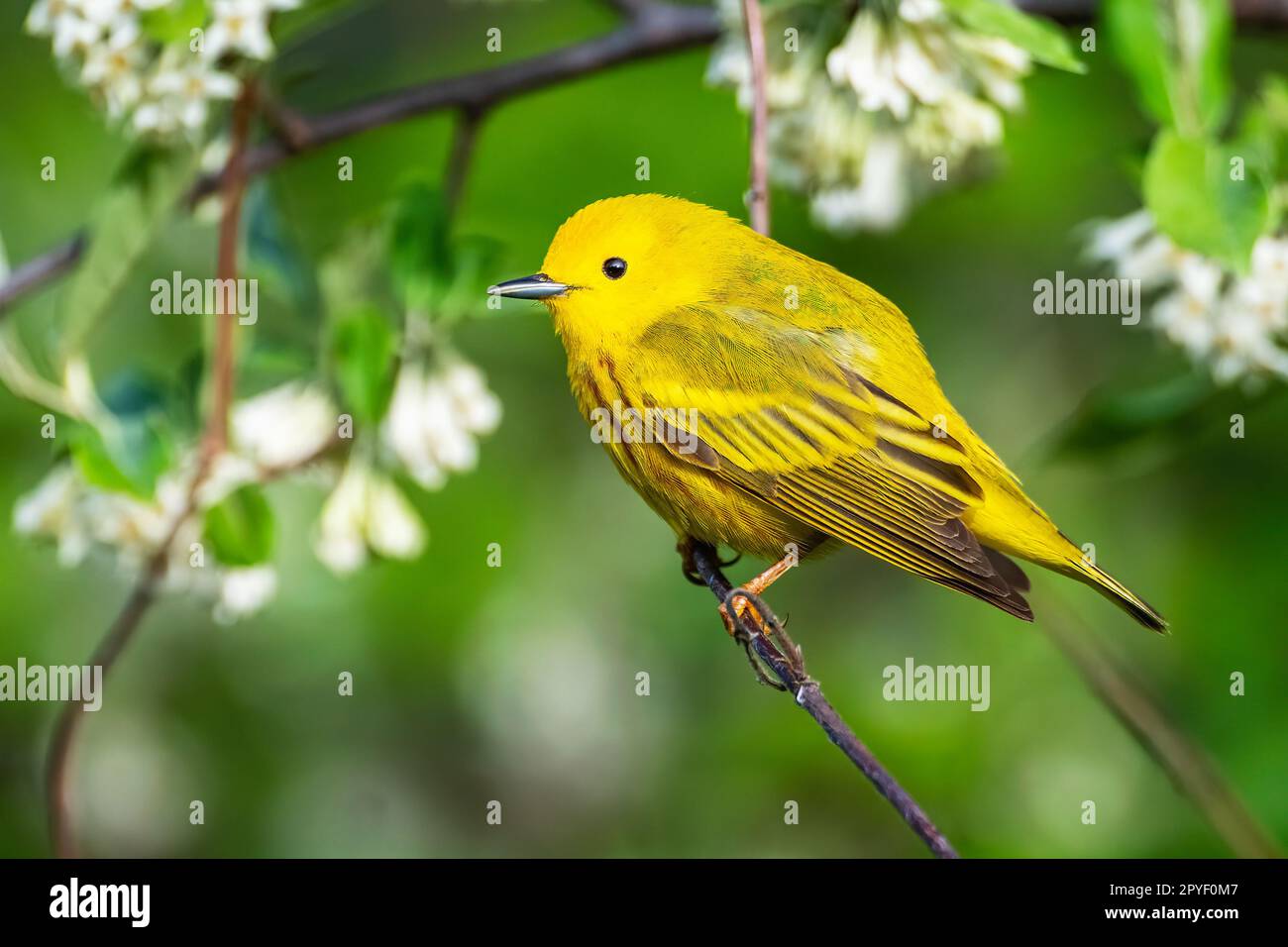 Yellow warbler in early May Stock Photo - Alamy