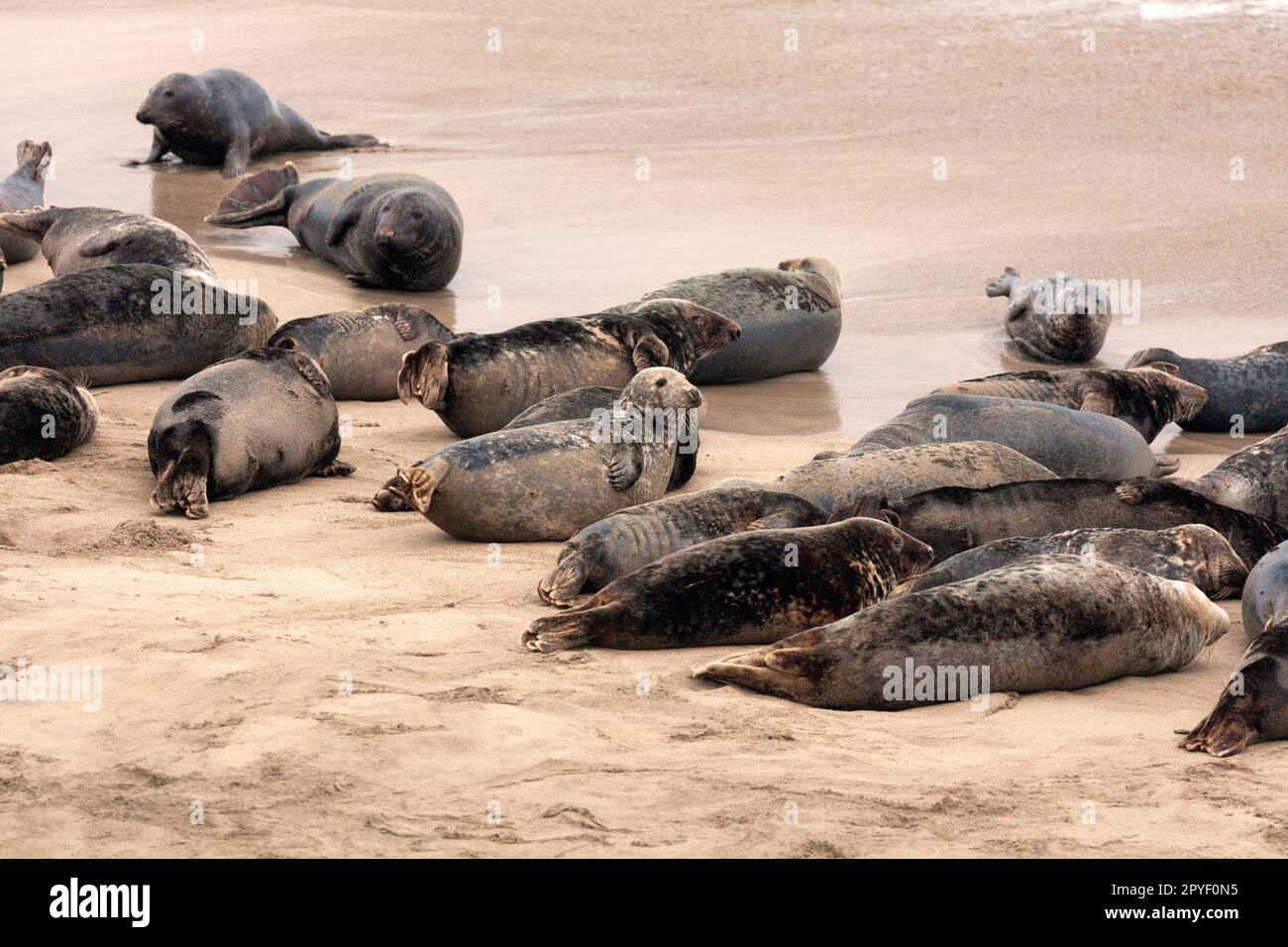 Grey seal colony on Great Blasket island on the Dingle peninsula on the ...