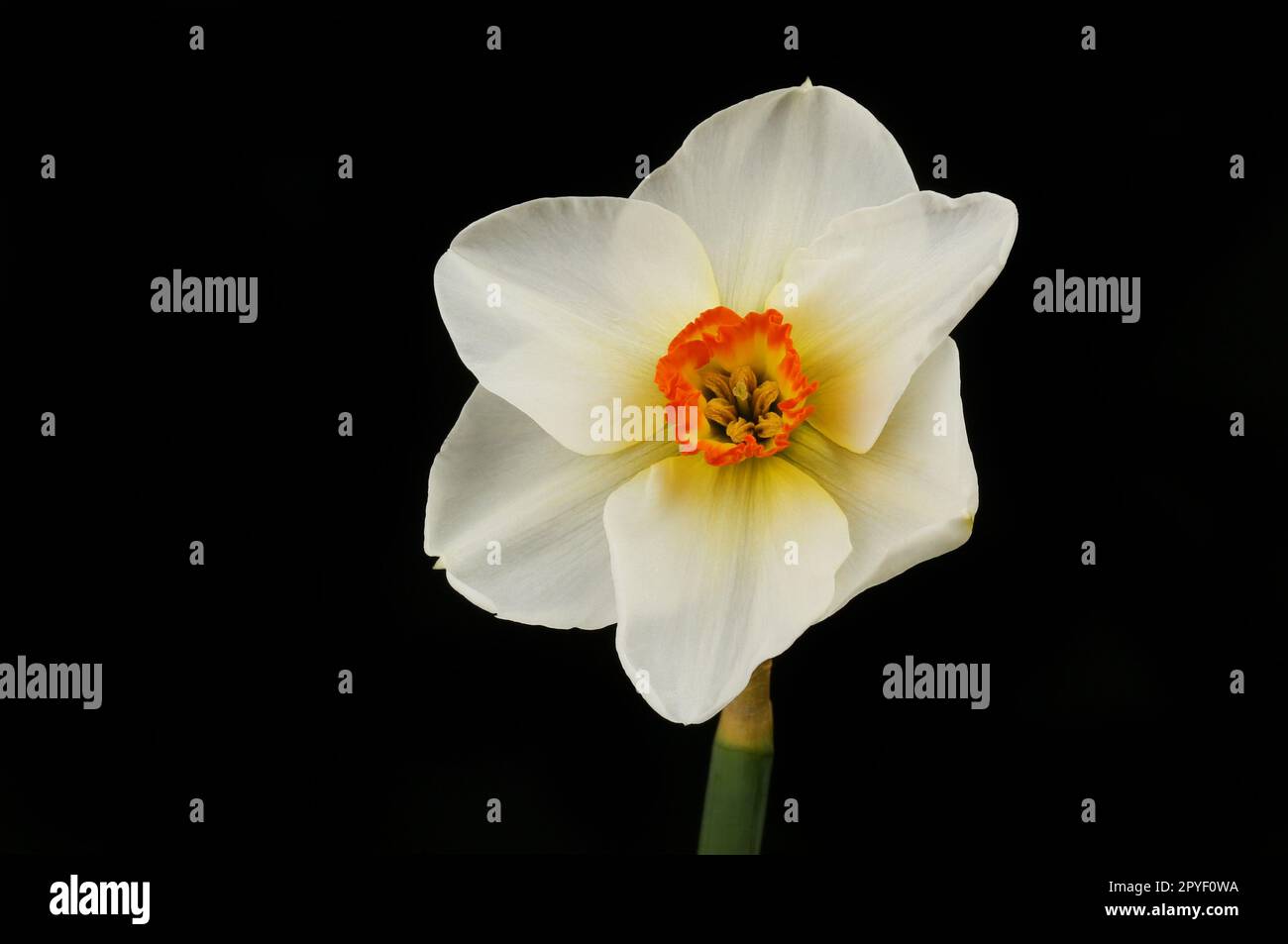 Pheasant's eye daffodil, narcissus poeticus, isolated against black ...
