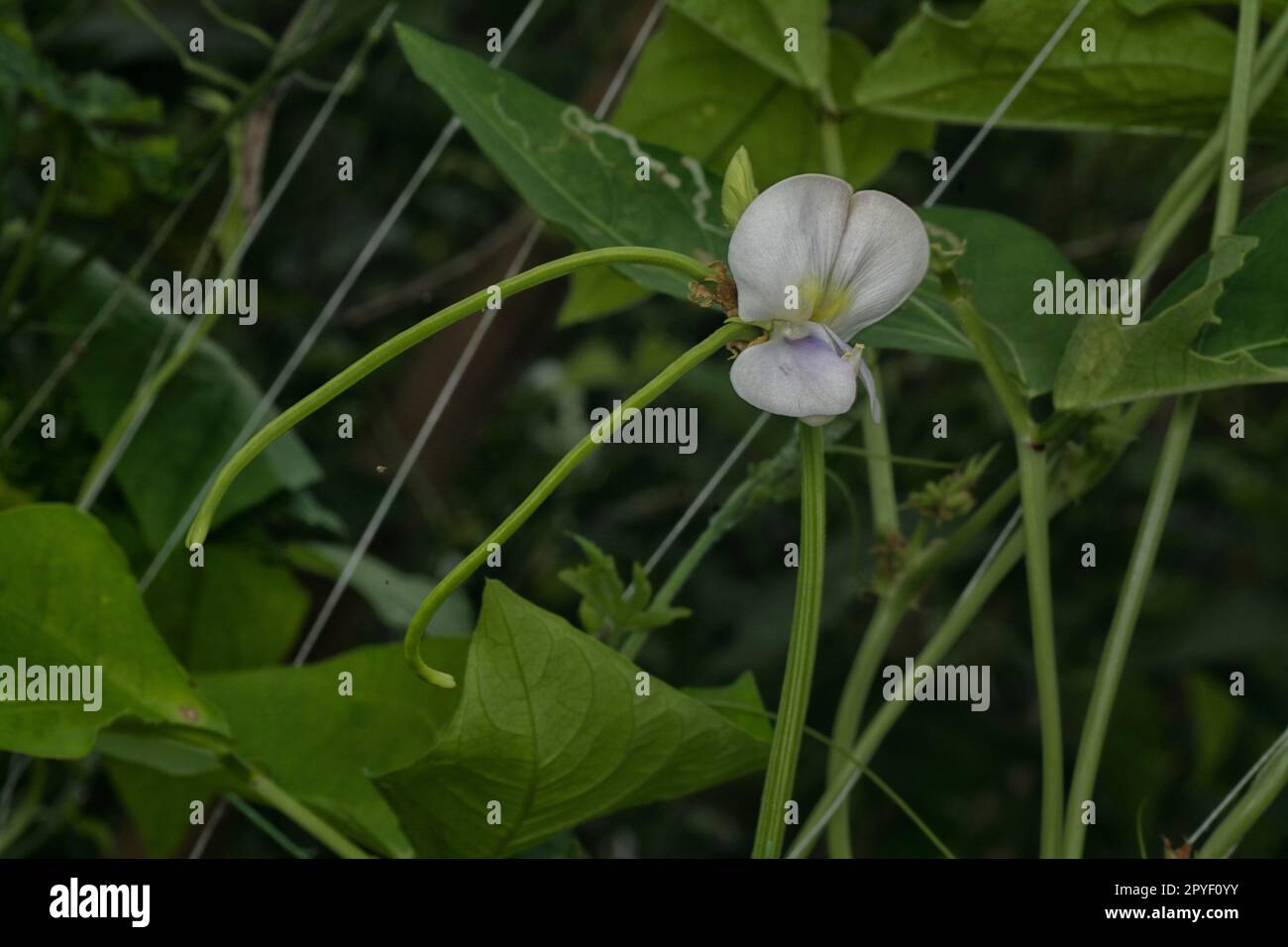 Snake bean flower hi-res stock photography and images - Alamy