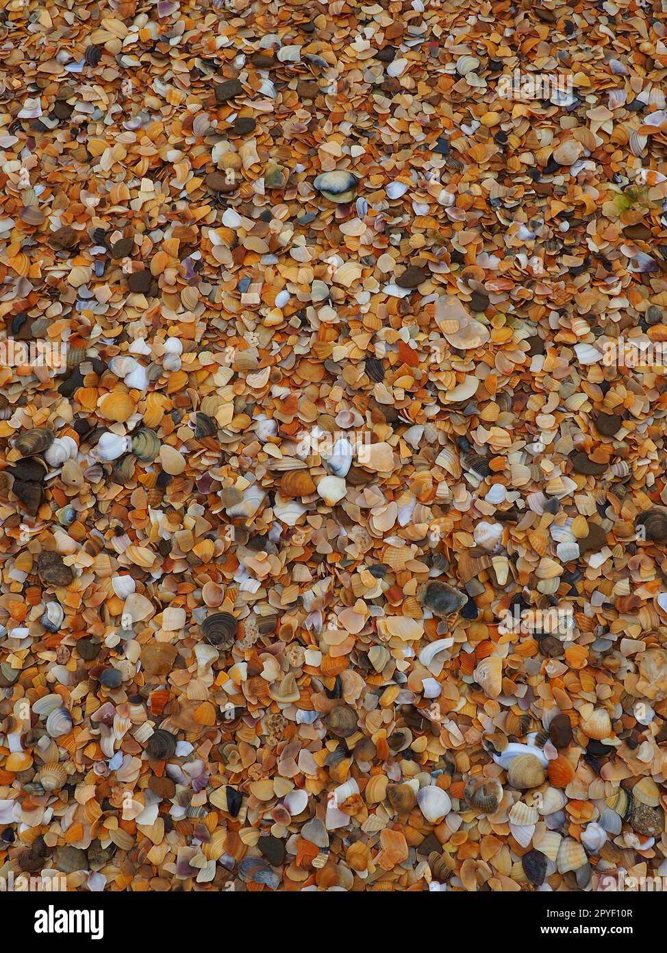 Shells from gastropods of bivalve molluscs living in the Azov and Black ...