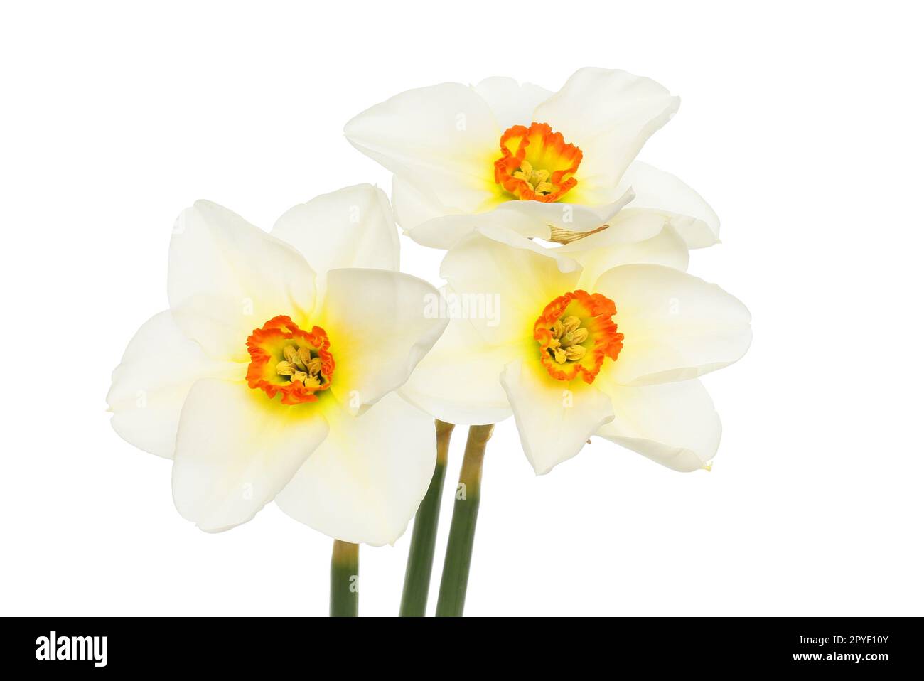Three pheasant's eye daffodils isolated against white Stock Photo - Alamy