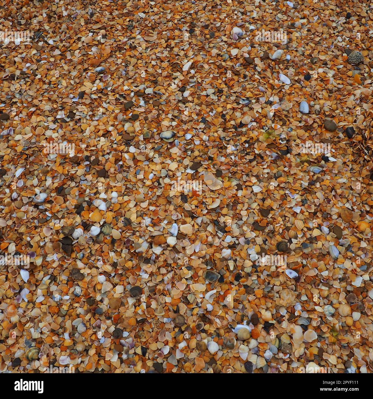 Shells from gastropods of bivalve molluscs living in the Azov and Black ...