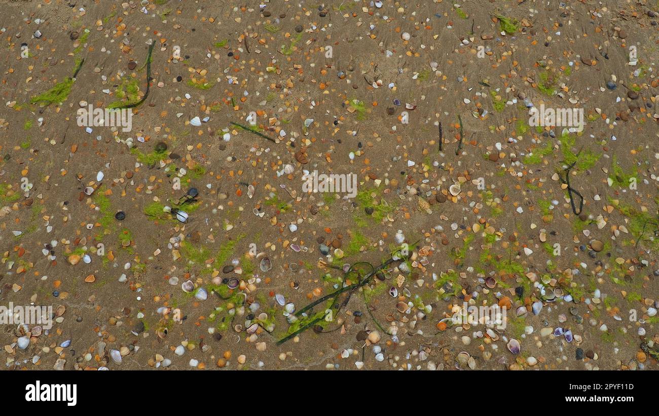 Sand, seaweed and seashells background. Wet coarse quartz sand. Beach ...