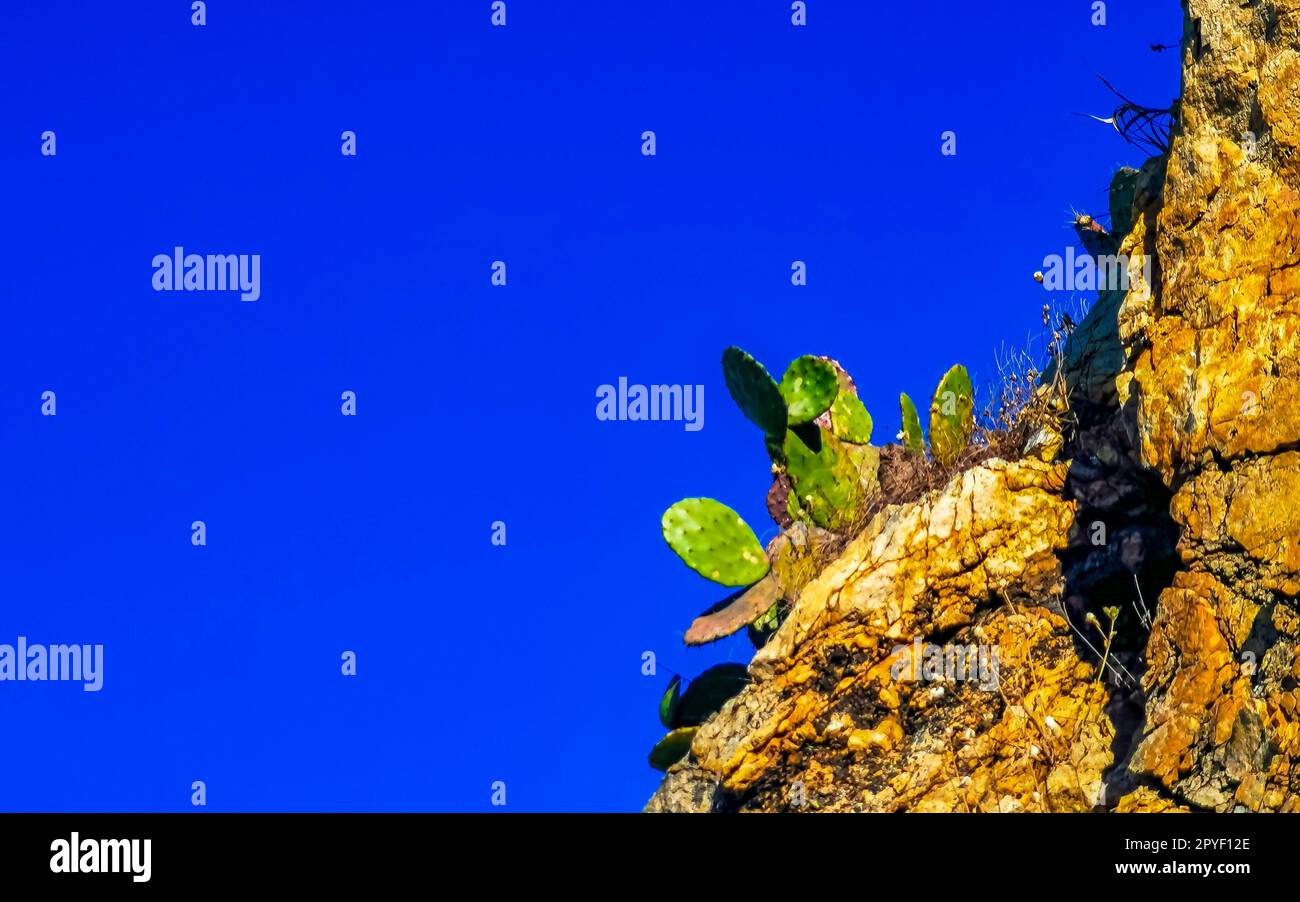 Plants cliffs rocks hi-res stock photography and images - Alamy