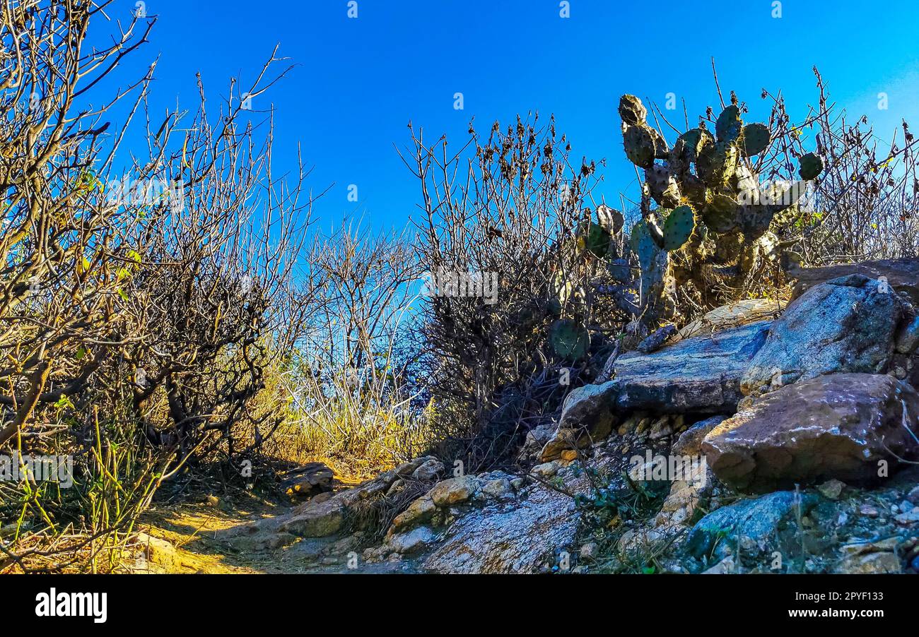 Rocks cliffs overgrown with nature plants trees bushes flowers cacti ...