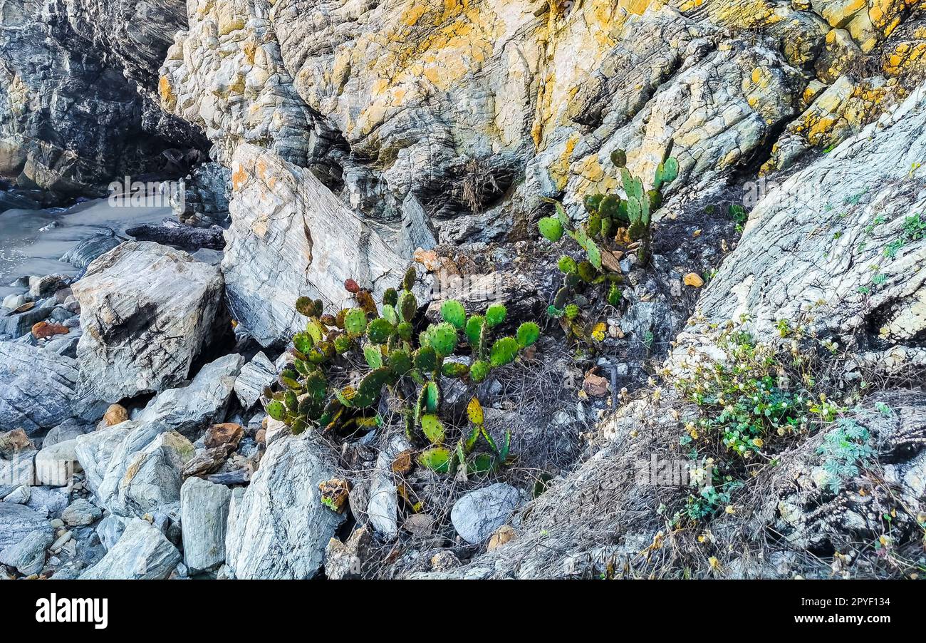 Rocks cliffs overgrown with nature plants trees bushes flowers cacti ...