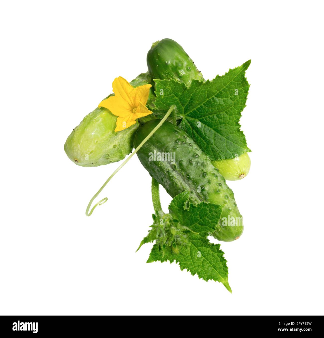 Cucumber plant. Cucumber with leafs and flowers isolated on white ...