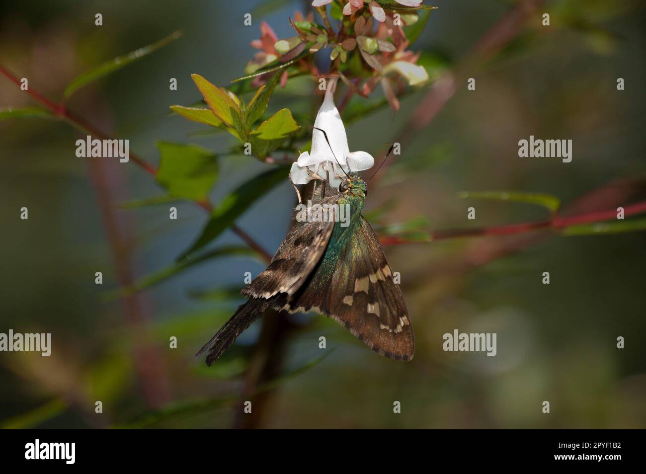 Blue Long Tailed Skipper in Profile Stock Photo - Alamy