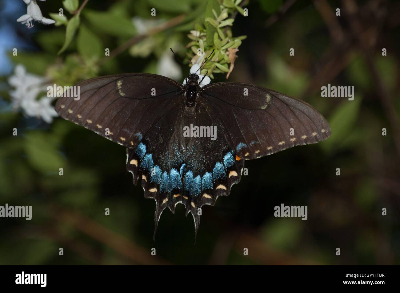 Female Eastern Tiger Swallowtail Butterfly Stock Photo - Alamy